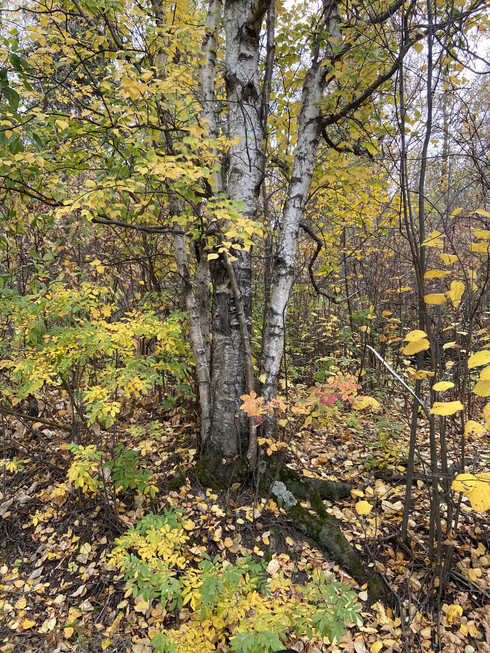 The Social Justice Research Project